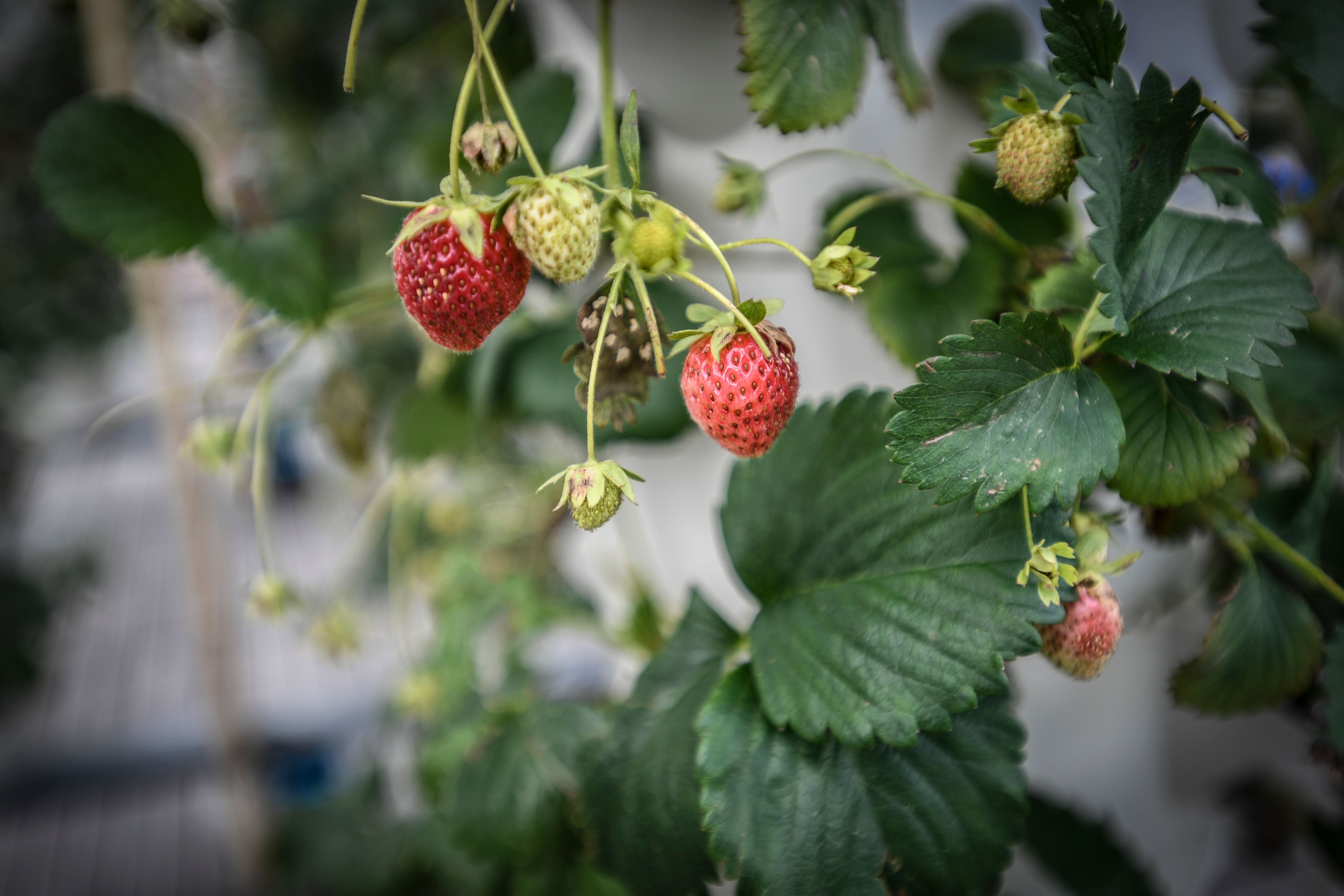 World's largest urban farm opens on a Paris rooftop - Lonely Planet