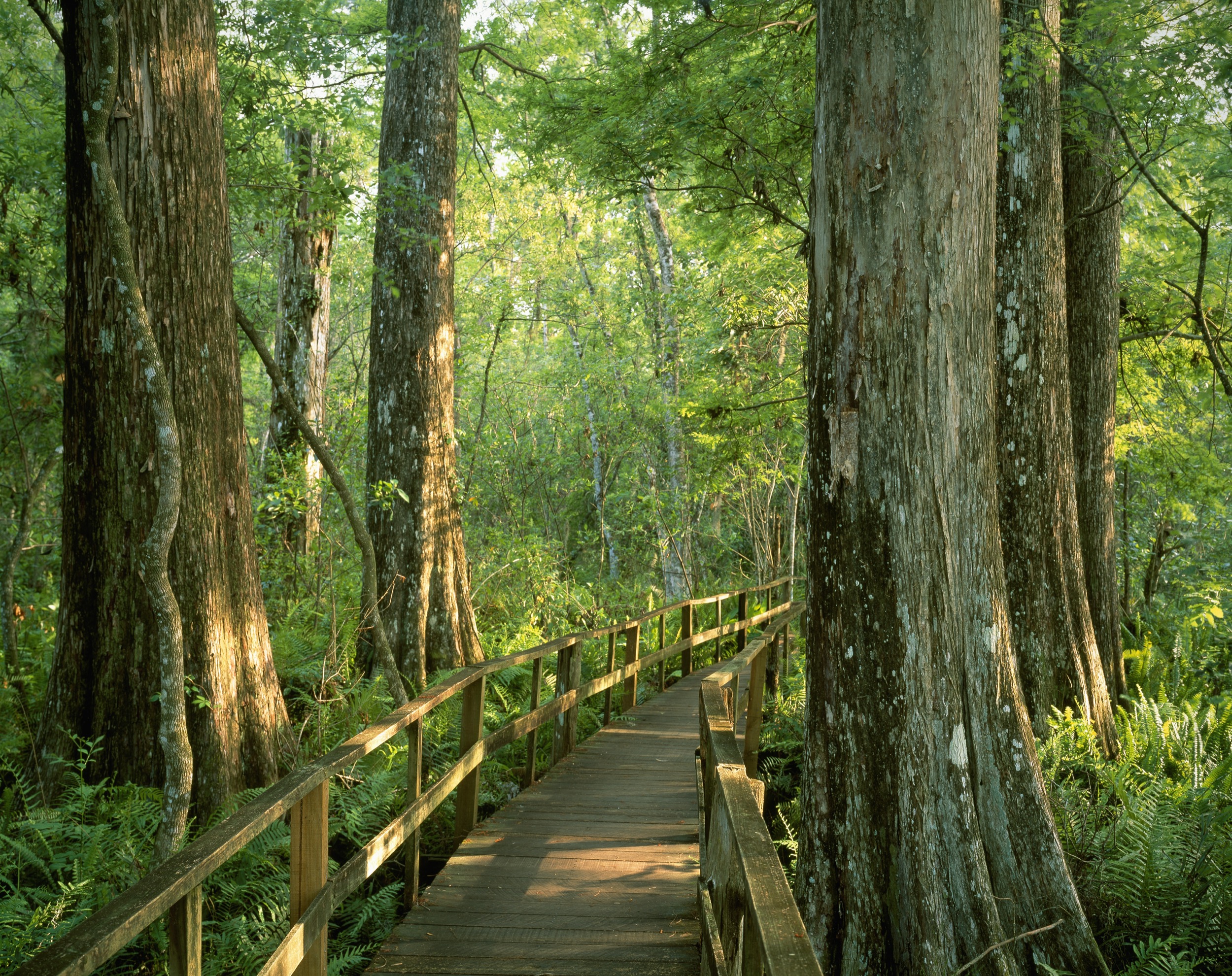 Florida’s Everglades and Paradise Coast adventures– Lonely Planet ...