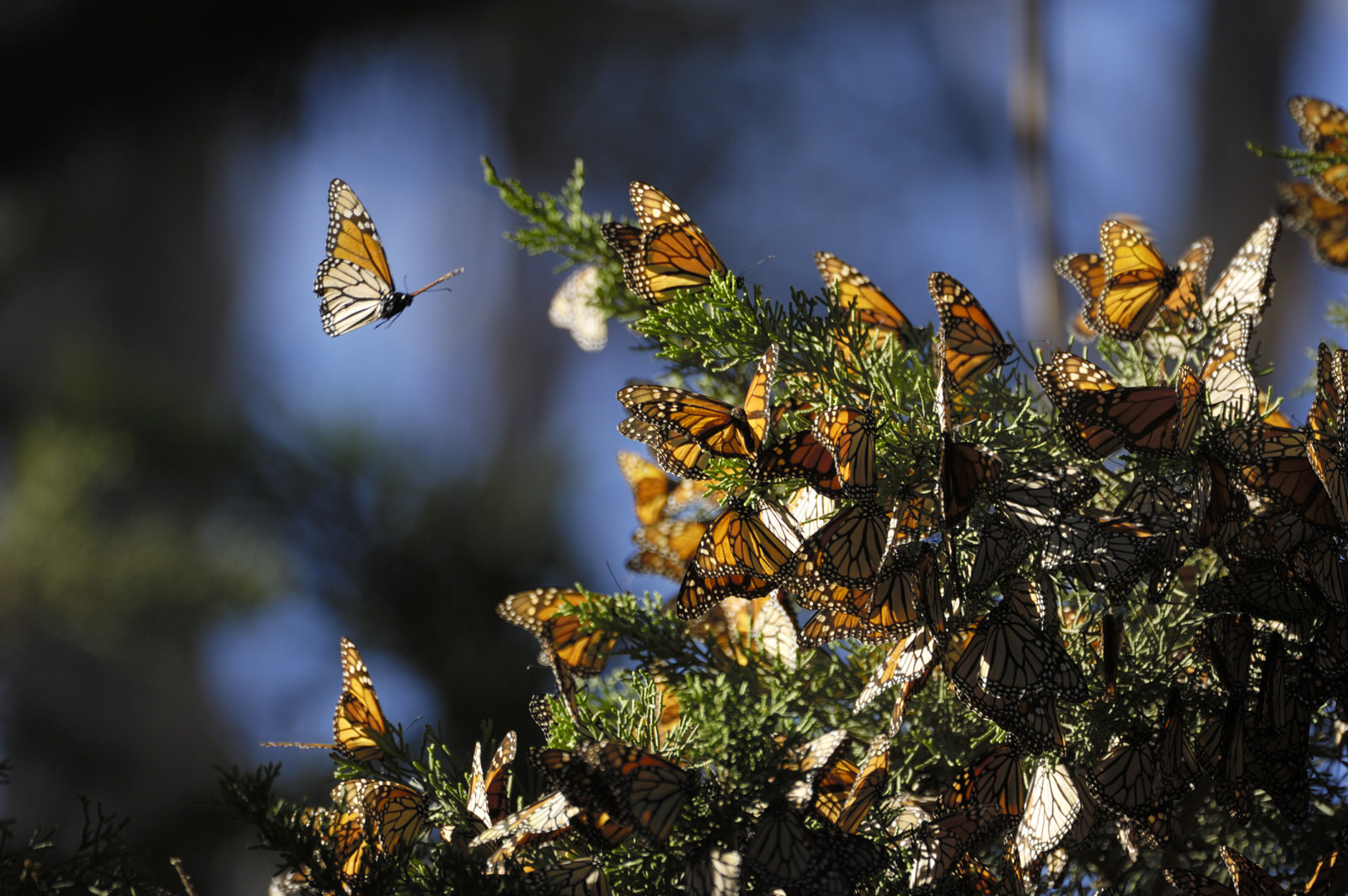 Top tips on spotting wildlife: a handy guide – Lonely Planet - Lonely ...