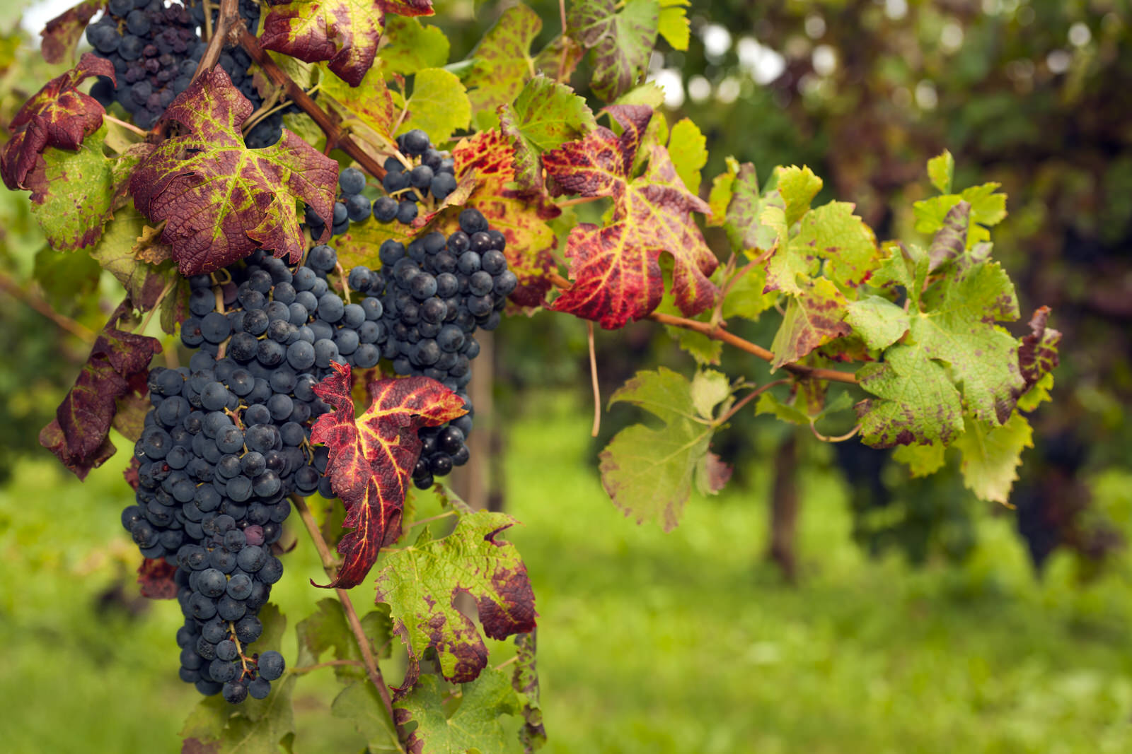 Five reasons to visit Slovenia’s western winelands - Lonely Planet