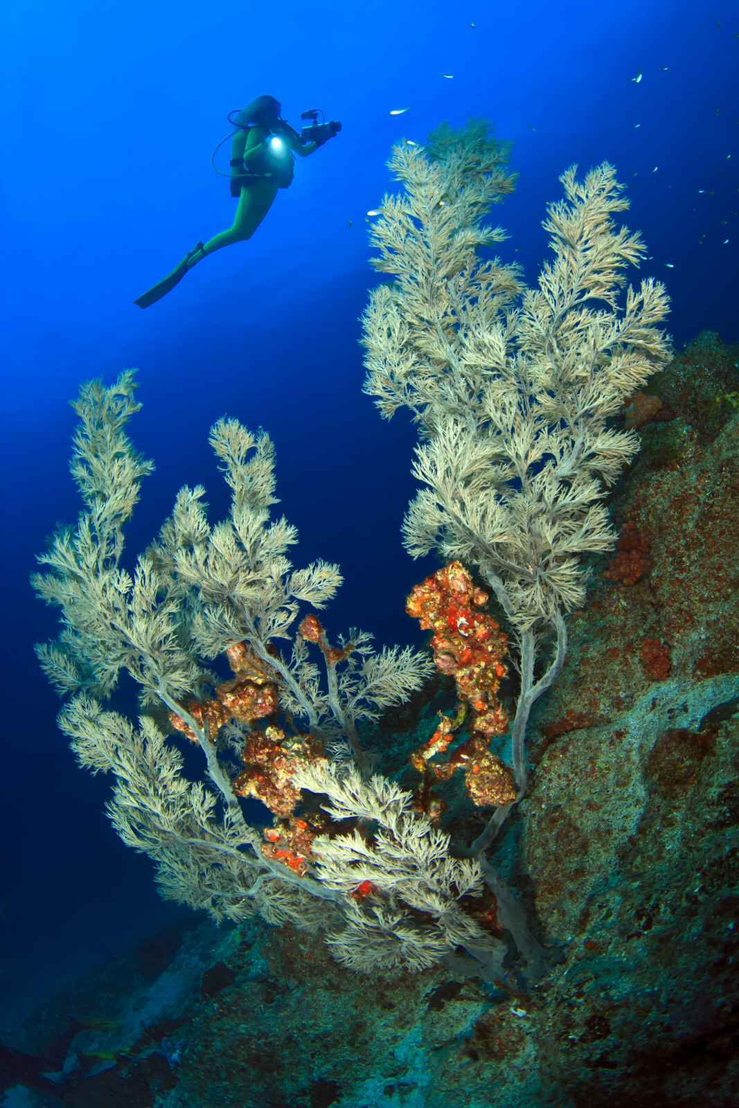 Underwater oasis: where to dive in Oman – Lonely Planet - Lonely Planet