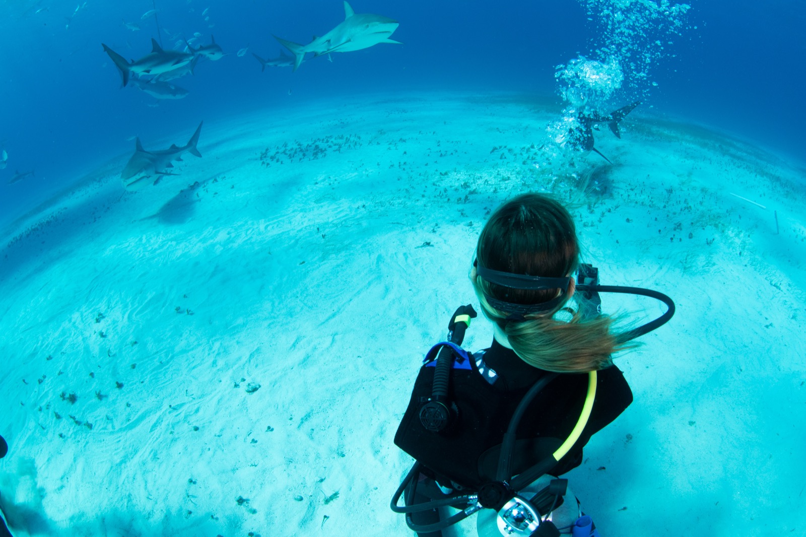 The top 7 places to dive with sharks - Lonely Planet