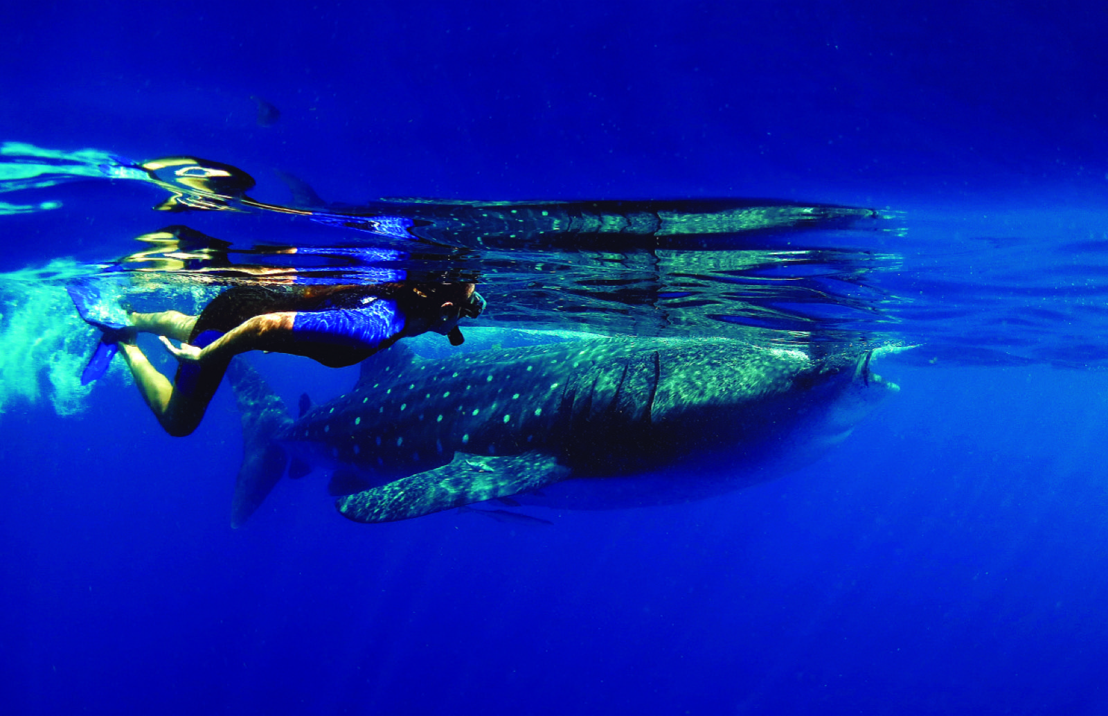 The top 7 places to dive with sharks - Lonely Planet