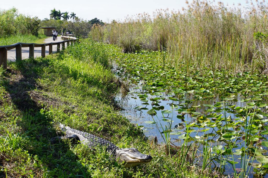 Three sustainable ways to experience the Everglades - Lonely Planet