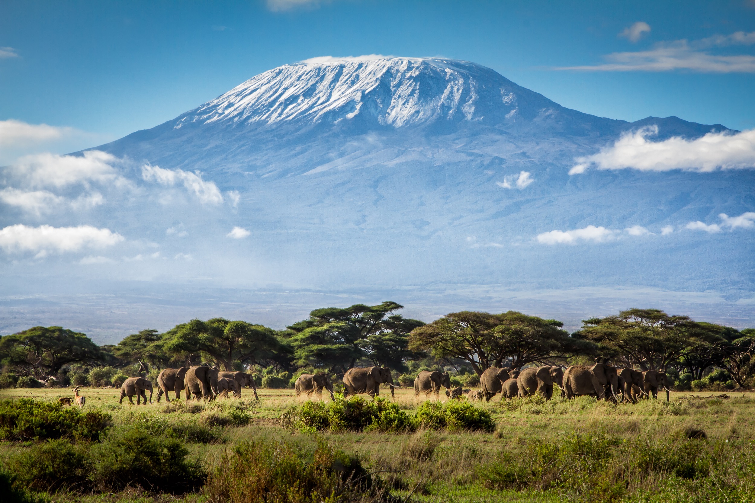 Where to see African elephants in the wild - Lonely Planet